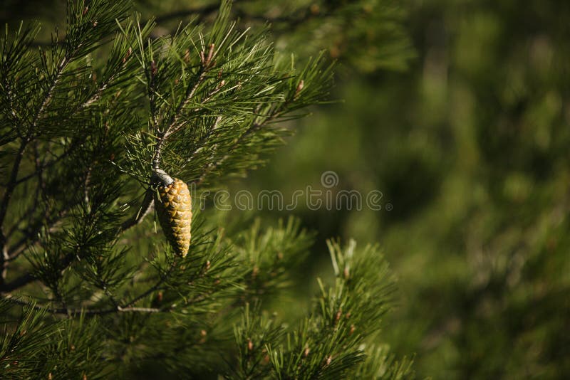 Albero di pino fotografia stock. Immagine di pianta, ornamento - 13433086