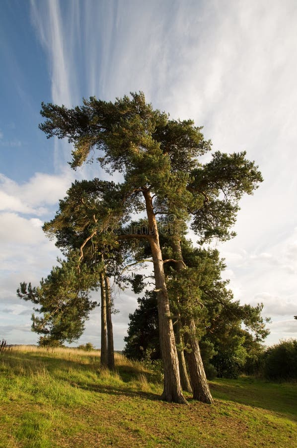 Albero di pino fotografia stock. Immagine di fogli, inglese - 16122852