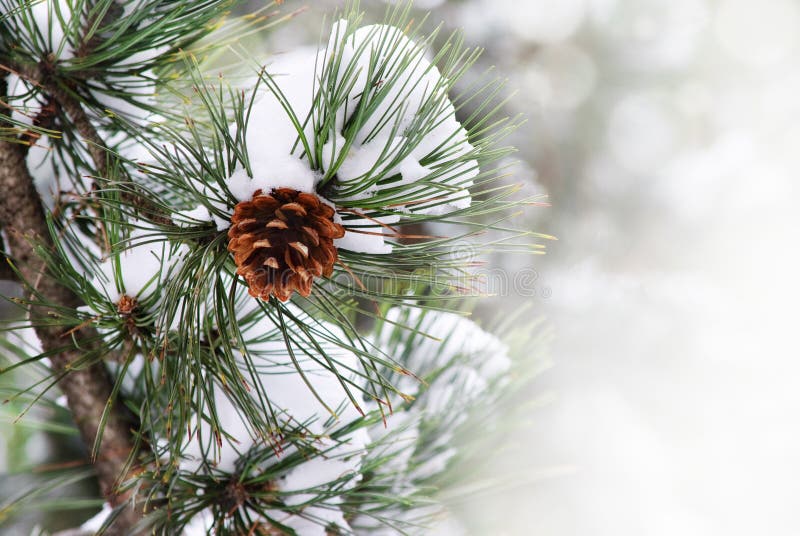 Albero di pino fotografia stock. Immagine di disegno - 24048410