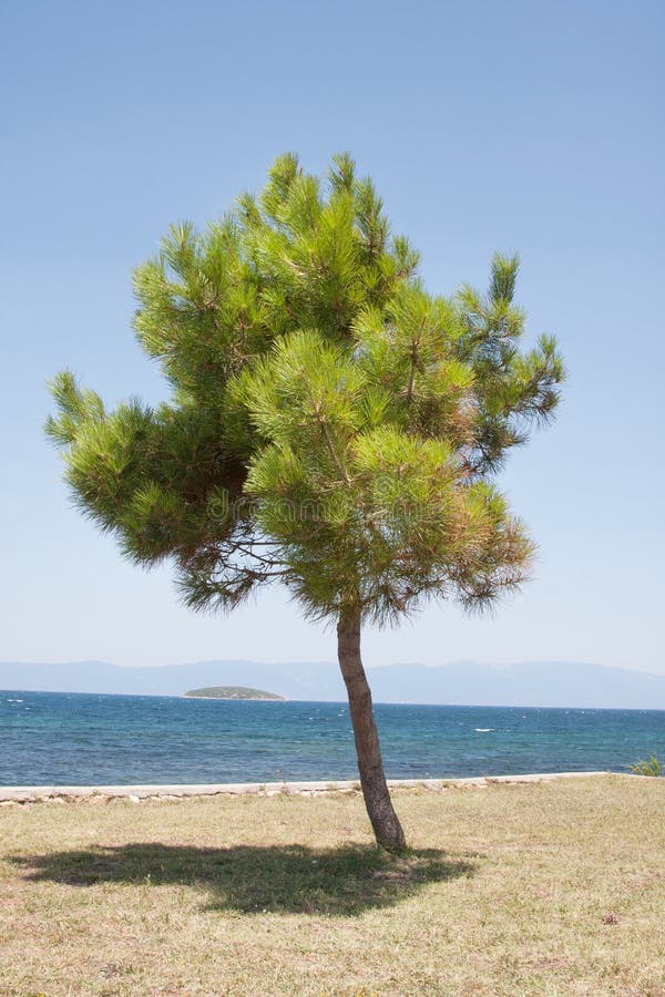 Albero di pino immagine stock. Immagine di natale, sfondo - 25647453