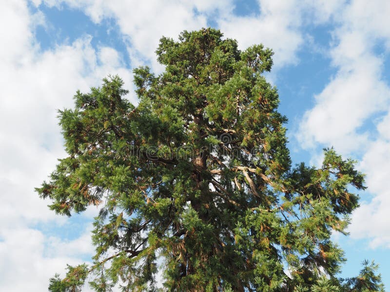 Albero di pino fotografia stock. Immagine di pianta, paesaggio - 60501178