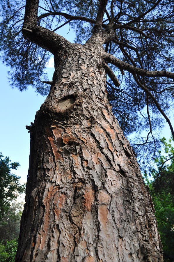 Albero di pino immagine stock. Immagine di ornare, antecedenti - 68900471