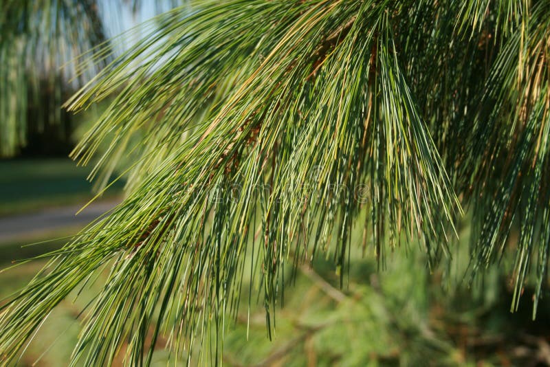Albero di pino fotografia stock. Immagine di alberi, giardino - 7132358