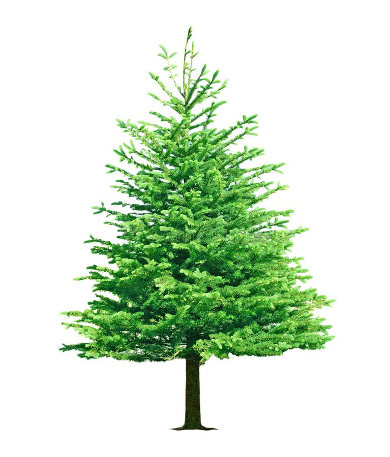 Albero di pino fotografia stock. Immagine di siluetta - 7221560