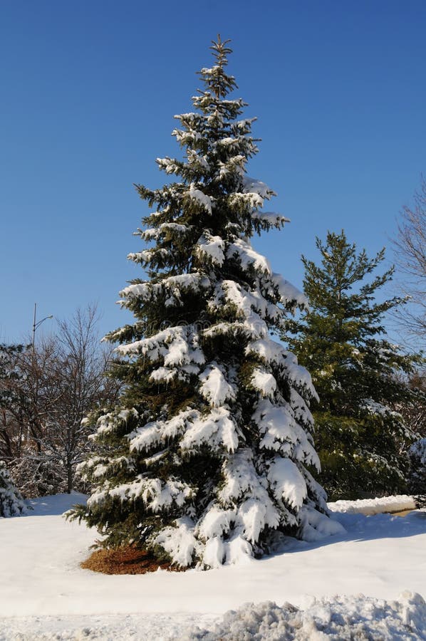 Pino con la neve fotografia stock. Immagine di cielo, quieto - 4214428