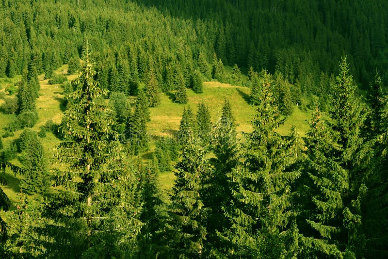 Albero Di Pino Della Foresta Immagine Stock - Immagine di sfondo, abete ...