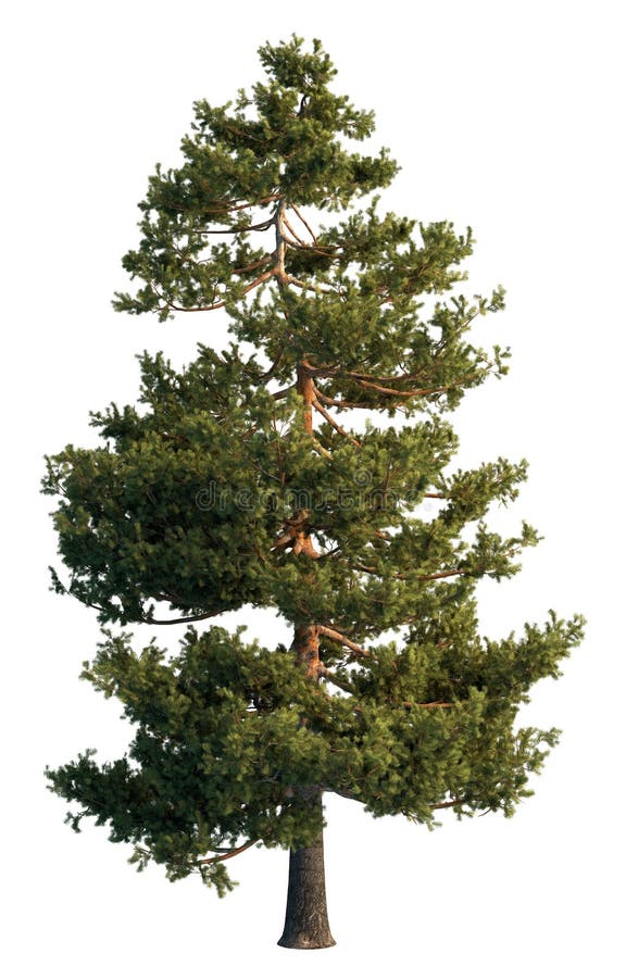 Albero Di Pino Isolato Su Bianco Fotografia Stock - Immagine di ...