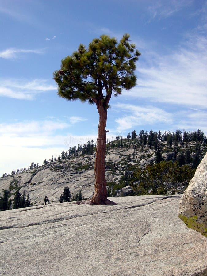 Albero Di Pino Solo Del Yosemite Fotografia Stock - Immagine di corsa ...