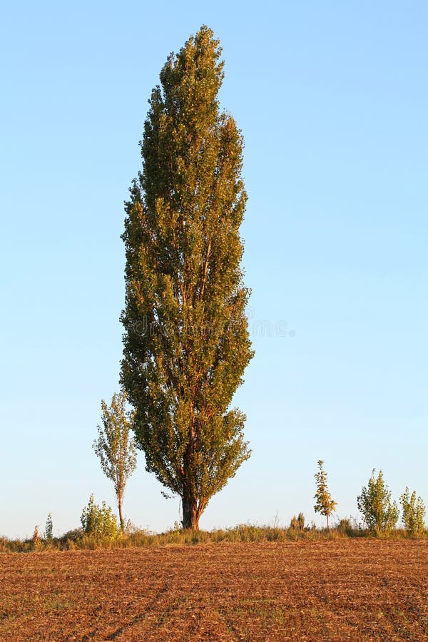 Albero di pioppo immagine stock. Immagine di campo, inglese - 15927499