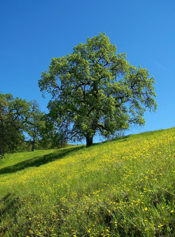 Albero di quercia fotografia stock. Immagine di erba - 13783282