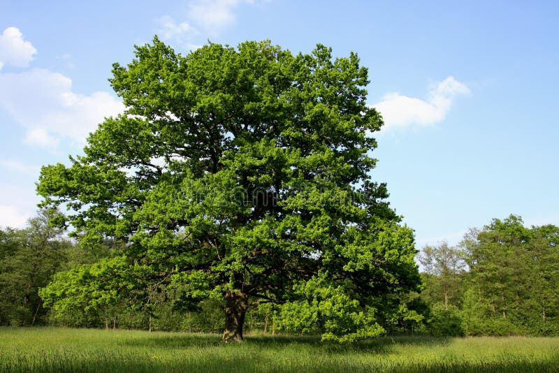 Quercia immagine stock. Immagine di verde, foglio, campagna - 16354485