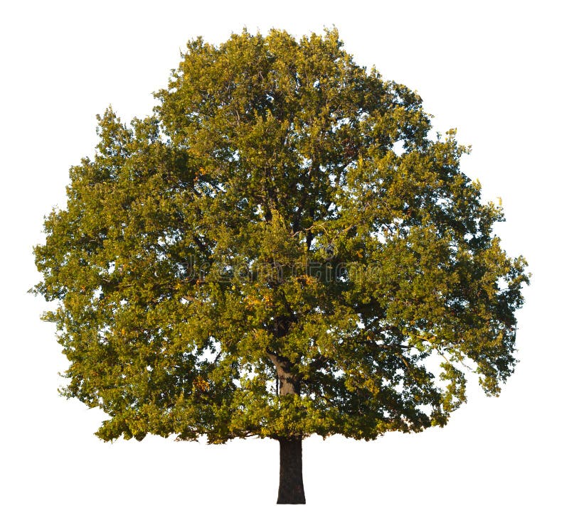 Quercia fotografia stock. Immagine di sviluppo, albero - 16371492