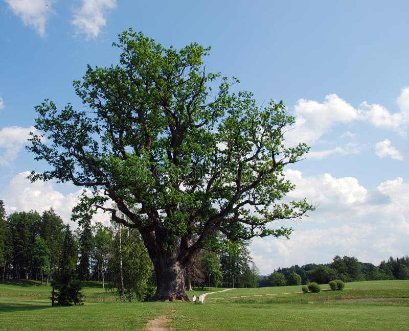 Albero di quercia immagine stock. Immagine di carattere - 18086775