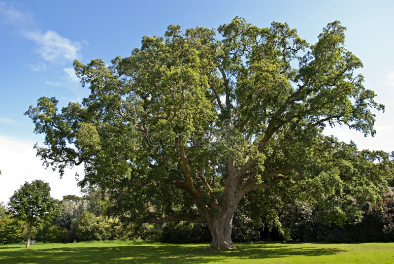 Albero Di Quercia Del Sughero Fotografia Stock - Immagine di pianta ...