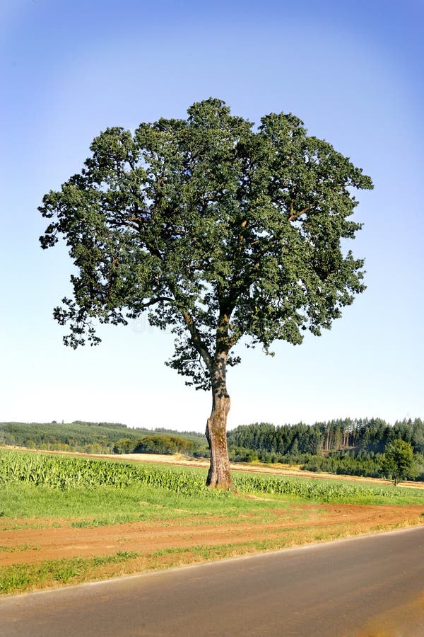 Albero Di Quercia in Un Campo Fotografia Stock - Immagine di percorso ...