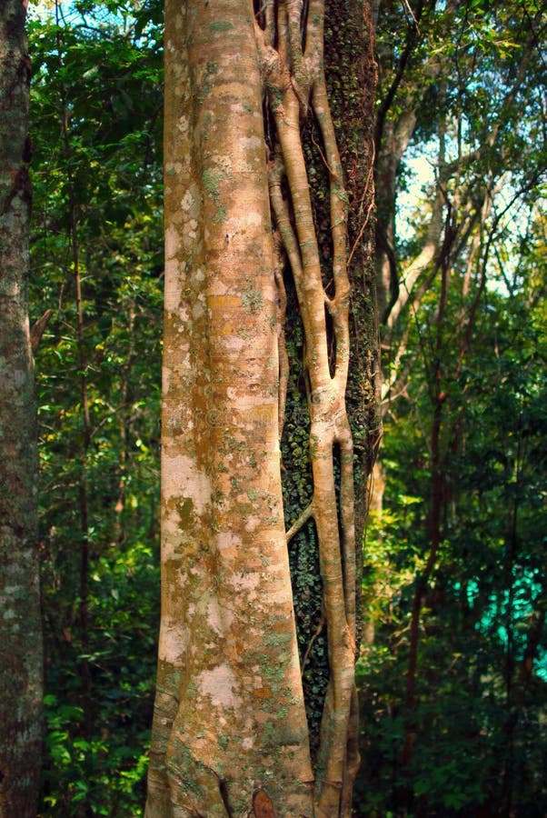 Albero e la vite immagine stock. Immagine di albero, vite - 41899793