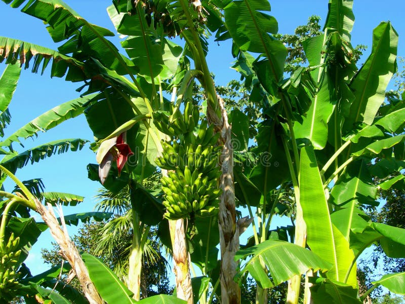 Albero di banana fotografia stock. Immagine di palma, nave - 1301784