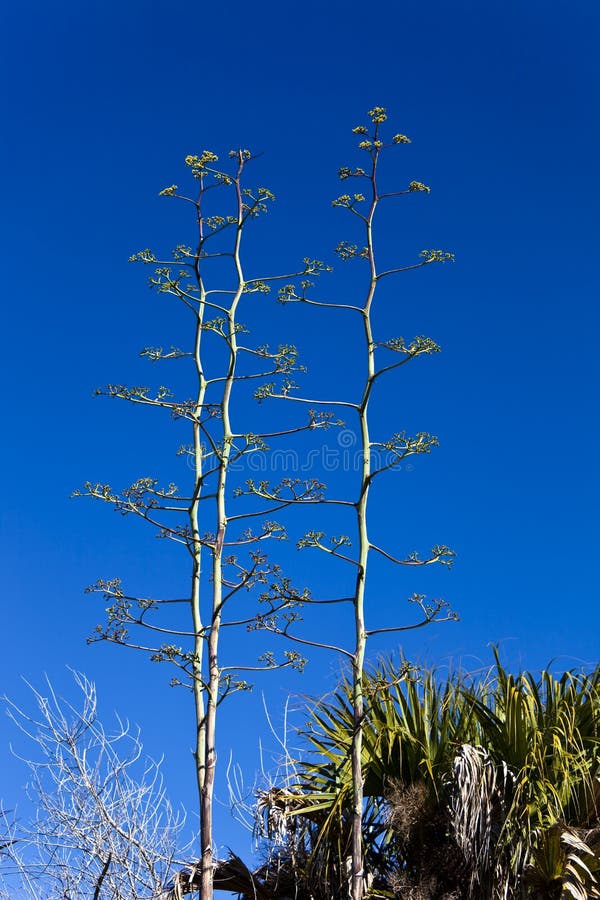 Albero esile alto immagine stock. Immagine di alberi - 16847519