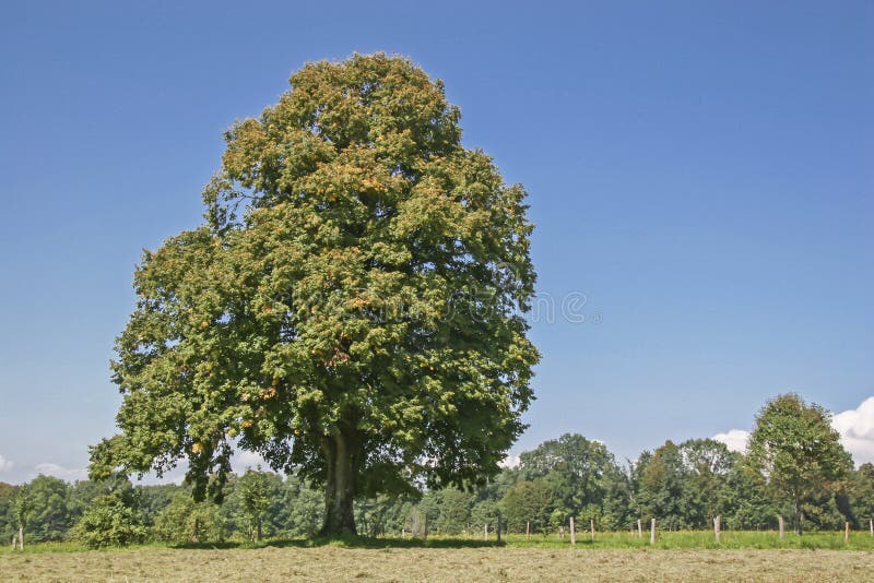 Albero a Foglie Decidue in Autunno Immagine Stock - Immagine di ...