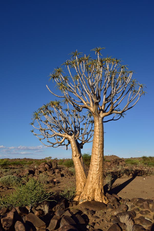 Albero Forest Namibia Del Fremito Immagine Stock - Immagine di africa ...