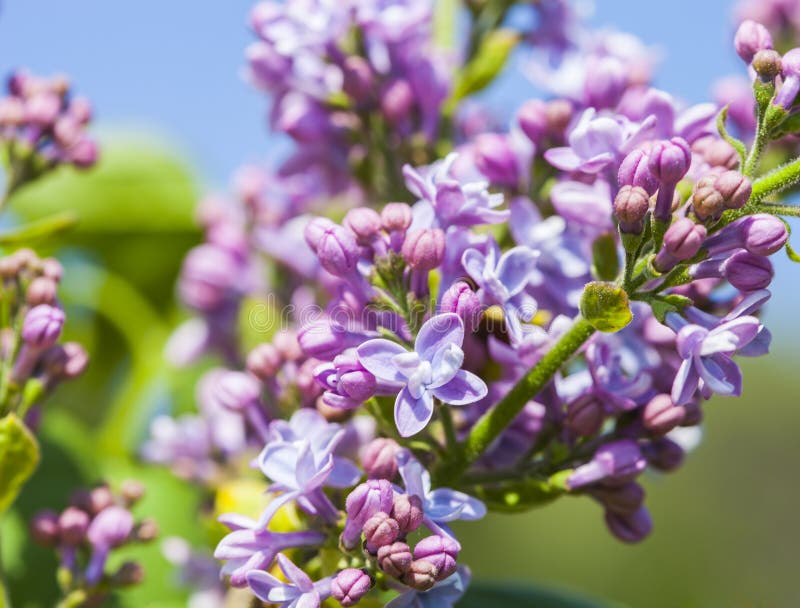 Fiore lilla dell'albero fotografia stock. Immagine di naughty - 53557616