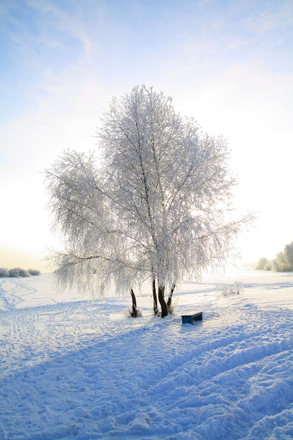 Albero Con Brina in Paesaggio Invernale Fotografia Stock - Immagine di ...