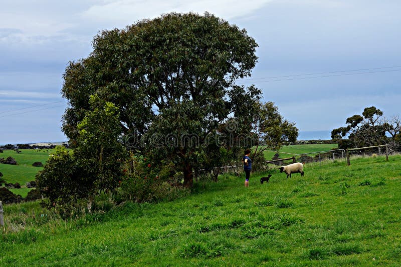 Albero, Pascolo, Pascolo, Campo Immagine. Immagine: 113164300