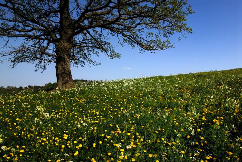 Albero in Prato Sparso Fiore Immagine Stock - Immagine di aperto ...