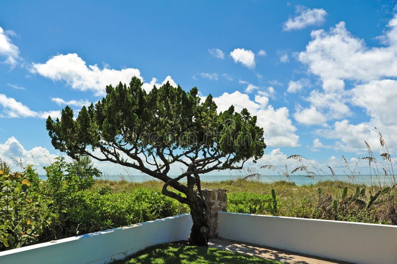 Albero Sempreverde immagine stock. Immagine di verde - 75720845