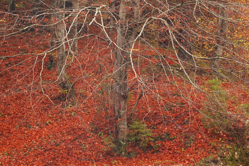 Albero Senza Le Foglie in Autunno Tardo Fotografia Stock - Immagine di ... Albero Senza Le Foglie in Autunno Tardo Fotografia Stock - Immagine di ...