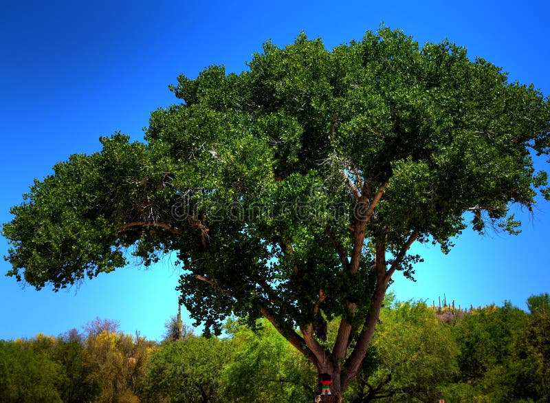 Vecchio albero di carruba immagine stock. Immagine di erba - 12262641