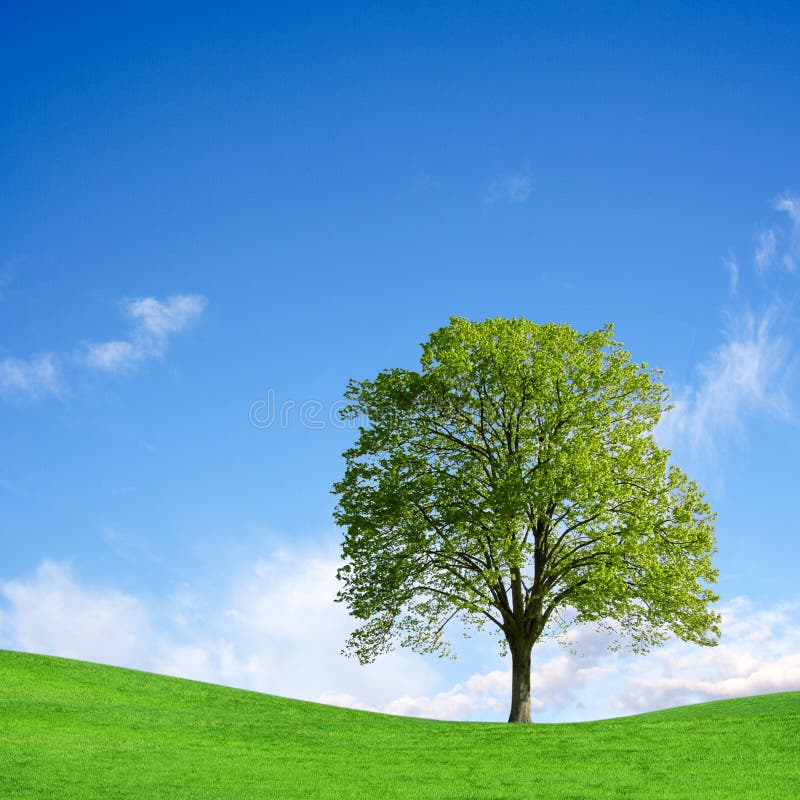 Albero Solo Verde Del Campo Fotografia Stock - Immagine di terra ...