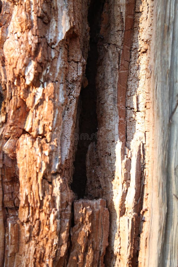 Fissare L'albero Da Un Albero Rotto E Caduto in Una Foresta Autunnale ...