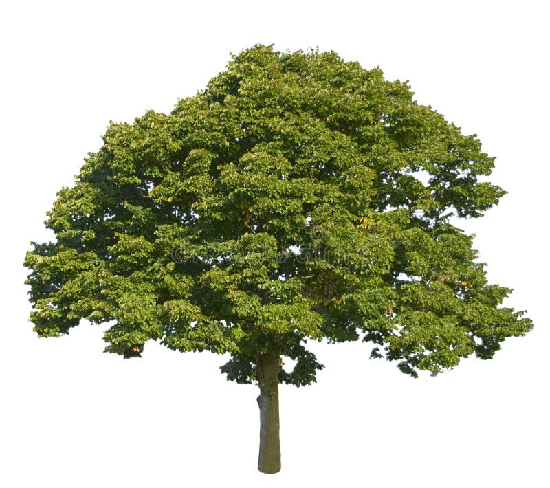 Albero verde immagine stock. Immagine di gambo, biologico - 10167837