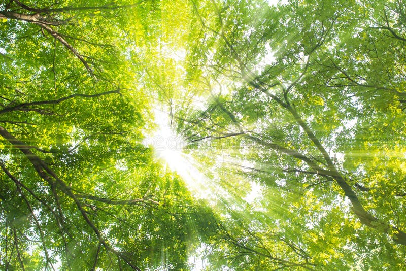 Albero verde di estate fotografia stock. Immagine di lussare - 53255164