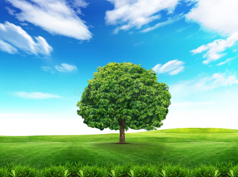 Albero Verde E Cielo Nuvoloso Fotografia Stock - Immagine di stagione ...