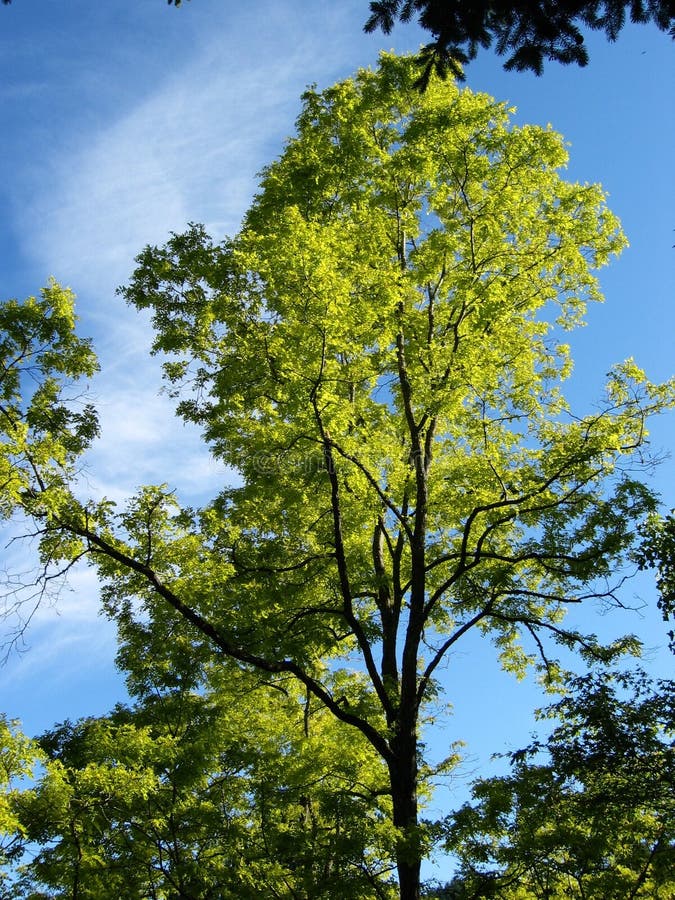 Albero verde intenso fotografia stock. Immagine di alberi - 554092