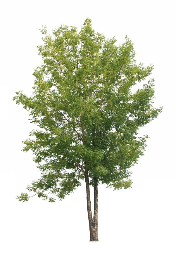 Albero verde isolato immagine stock. Immagine di singolo - 6021945