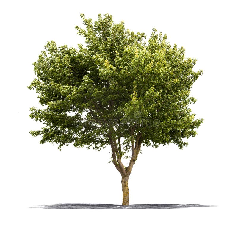 Albero Verde Su Un Fondo Bianco Immagine Stock - Immagine di metafora ...