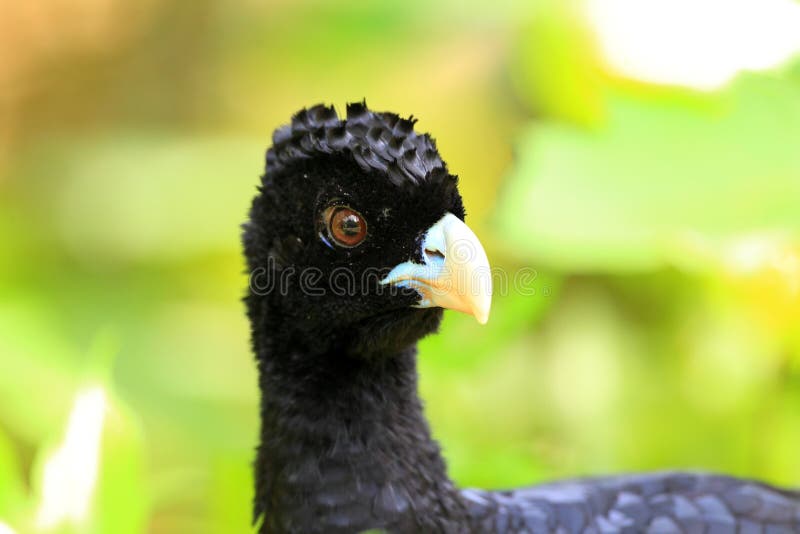 The Nocturnal Curassow is a Species of Bird in the Family Cracidae ...