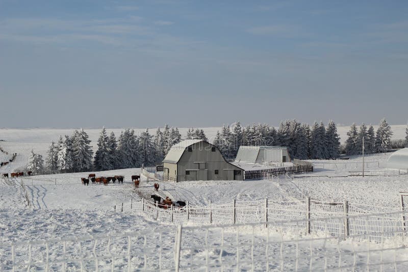 Alberta Cattle Farm stock photo. Image of farming, alberta - 162399920