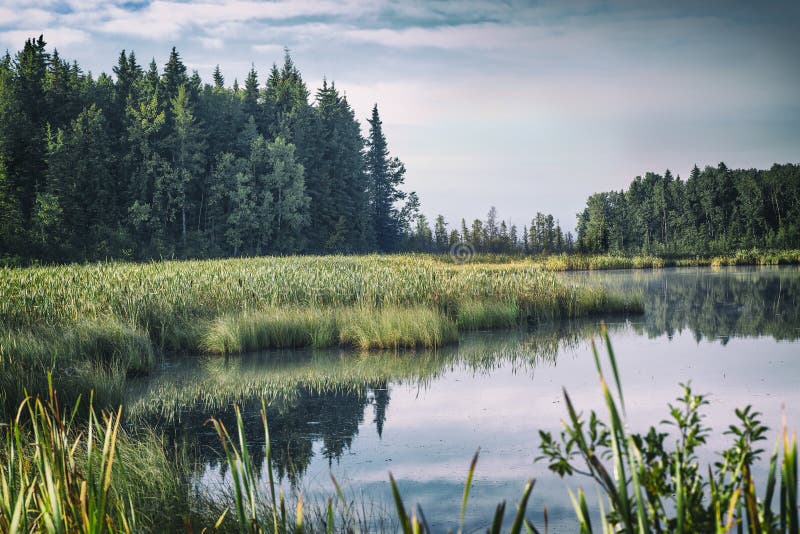 Marsh in the Alberta Prairies Stock Image - Image of grass, foothills ...
