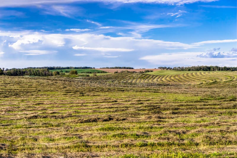 Alberta Rural Landscape, Canada Stock Photo - Image of summer ...