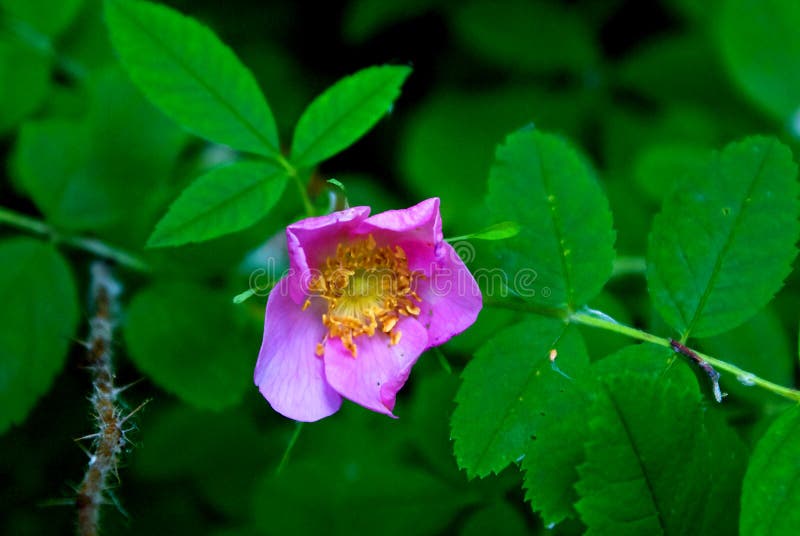 Alberta Wild Rose & X28;Rosa Acicularis& X29; Stock Photo - Image of ...
