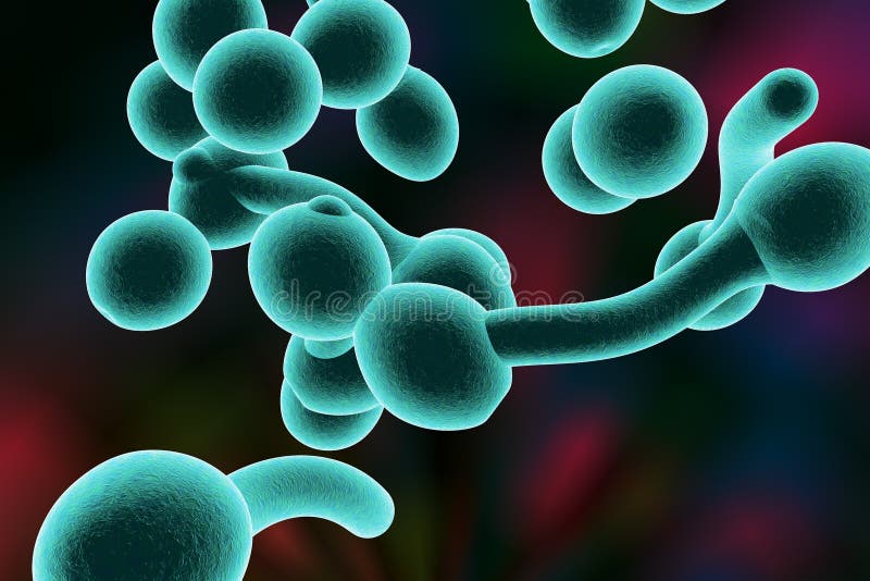 Albicans De Candida De Champignons Qui Causent La Grive Illustration ...