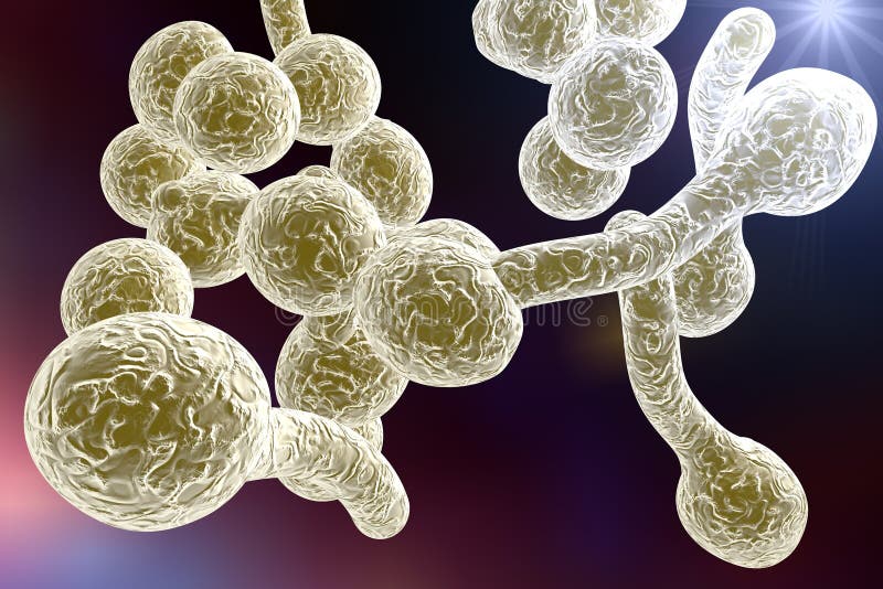Albicans De Candida De Champignons Qui Causent La Grive Illustration ...