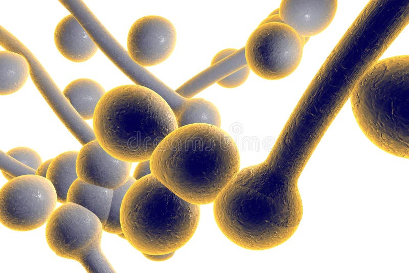 Albicans De Candida De Champignons Qui Causent La Grive Illustration ...