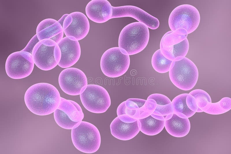 Albicans De Candida Fongueux Sur L'agar De Sabouraud Photo stock ...