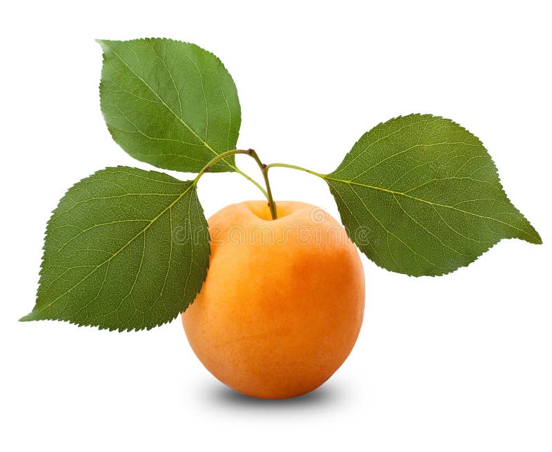 Giallo albicocca immagine stock. Immagine di arancione - 14733769