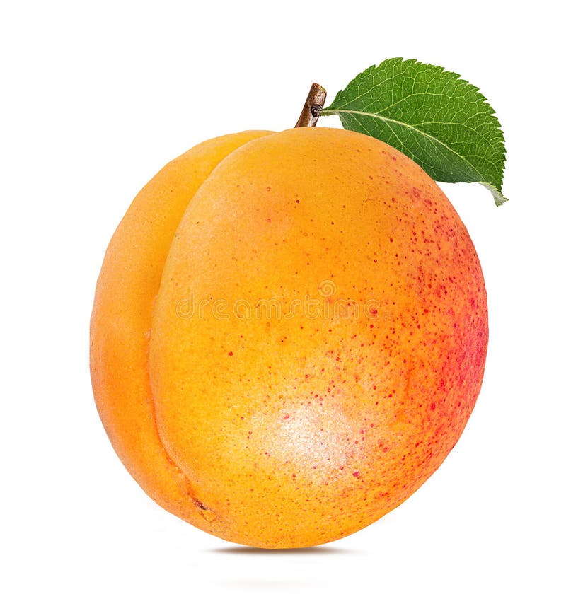 Albicocca Isolata Su Bianco Immagine Stock - Immagine di maturo ...
